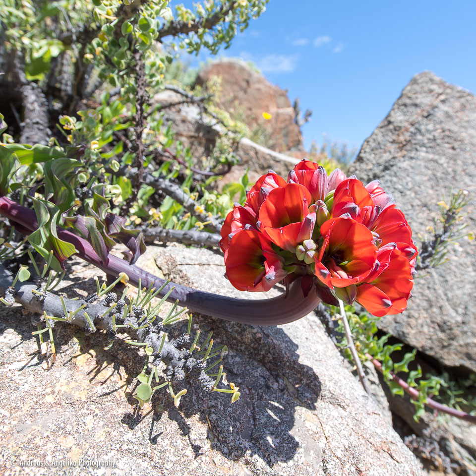 Garra de León (Leontochir ovallei) near Carrizal Bajo - Andreas ...