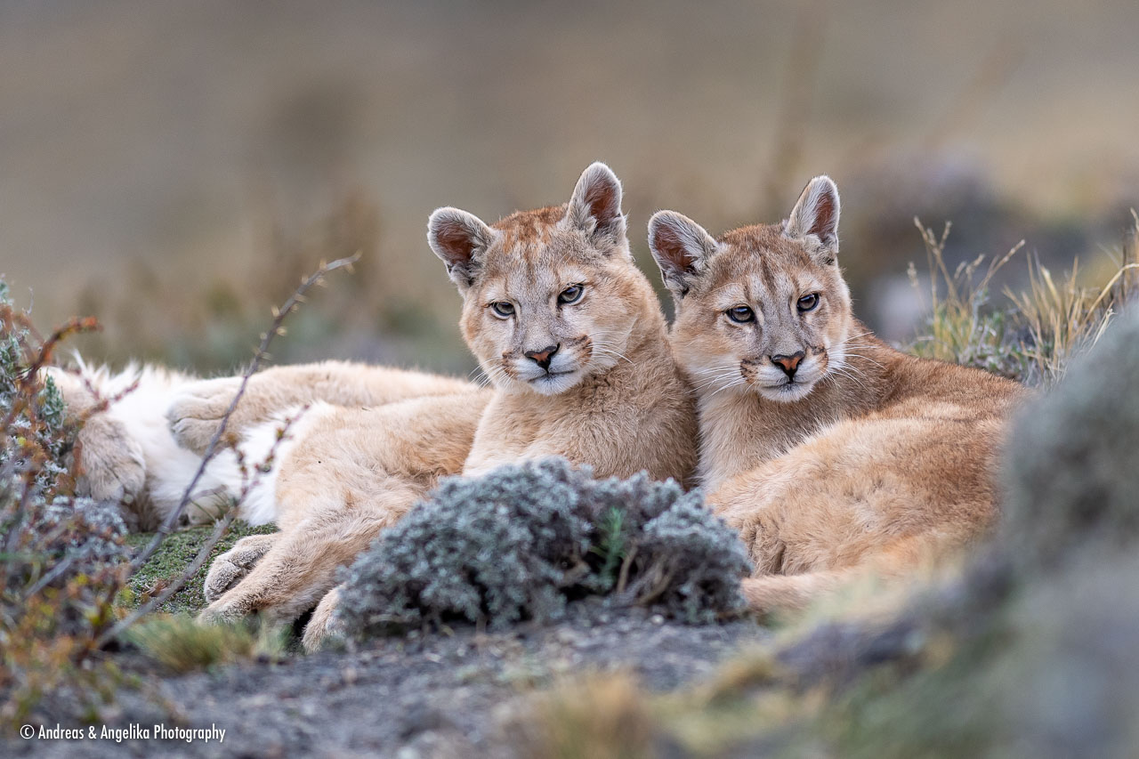 "Rupestre"'s cubs ... - Andreas & Angelika Photography